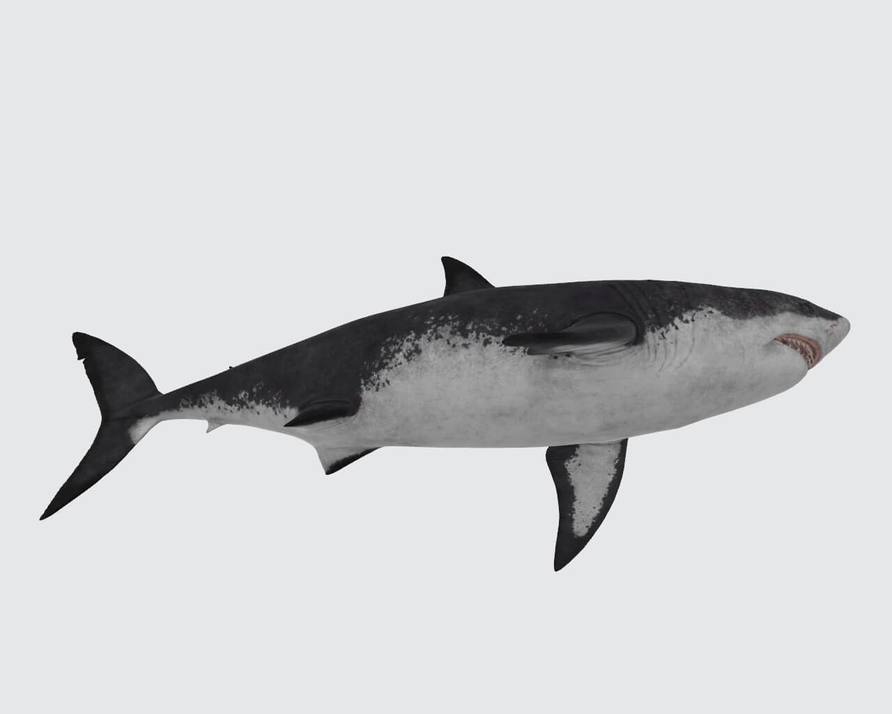 Megalodon Shark 3D Model Ready to Print 3D Render by dawnhurt