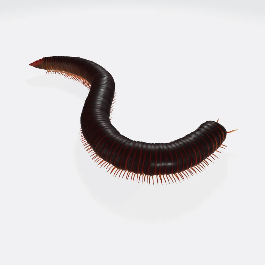 Millipede 3D Model Ready to Print 3D Render by dawnhurt