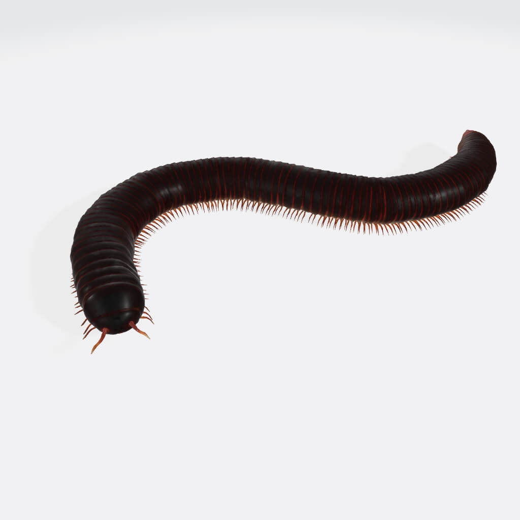 Millipede 3D Model Ready to Print 3D Render by dawnhurt