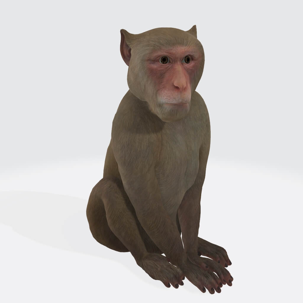 Monkey 3D Model Ready to Print 3D Render, Digital Art by dawnhurt