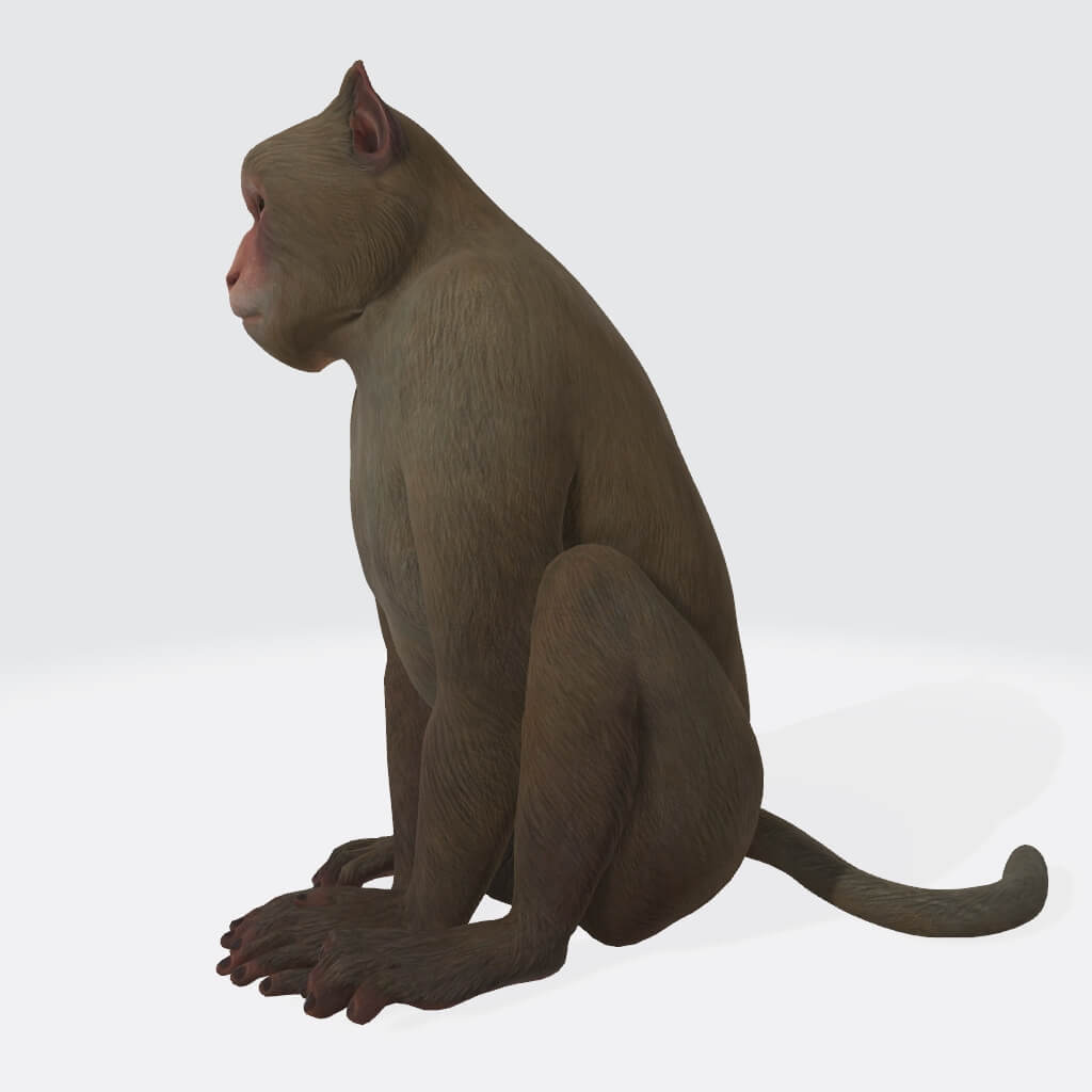 Monkey 3D Model Ready to Print 3D Render, Digital Art by dawnhurt
