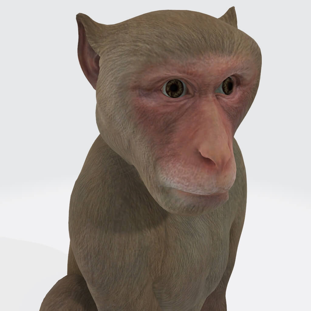 Monkey 3D Model Ready to Print 3D Render, Digital Art by dawnhurt