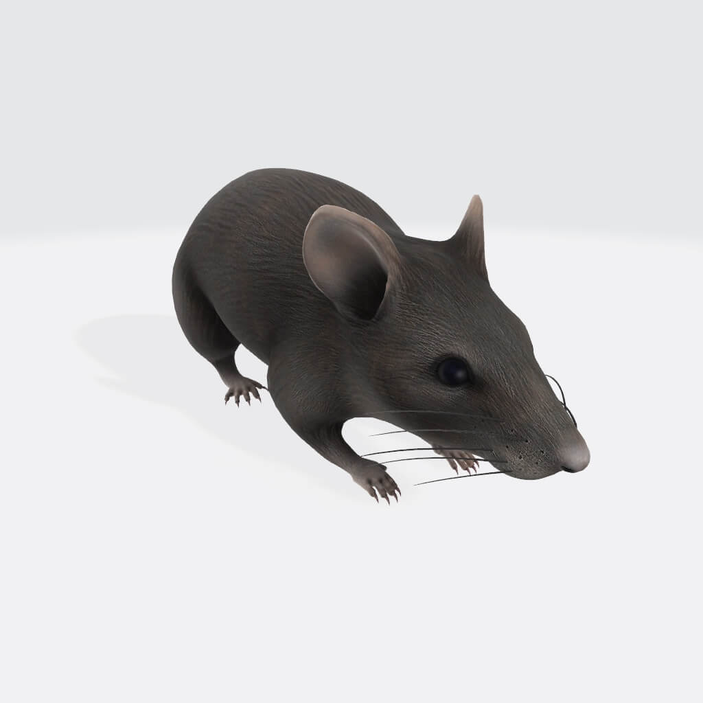 Mouse 3D Model Ready to Print 3D Render, Digital Art by dawnhurt