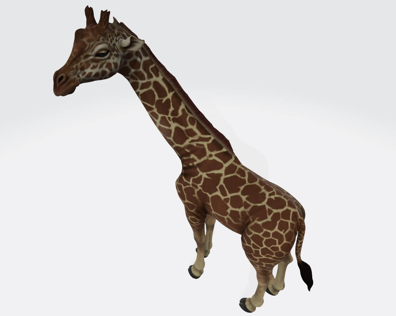 Giraffe Animal - 3D Model by dawnhurt