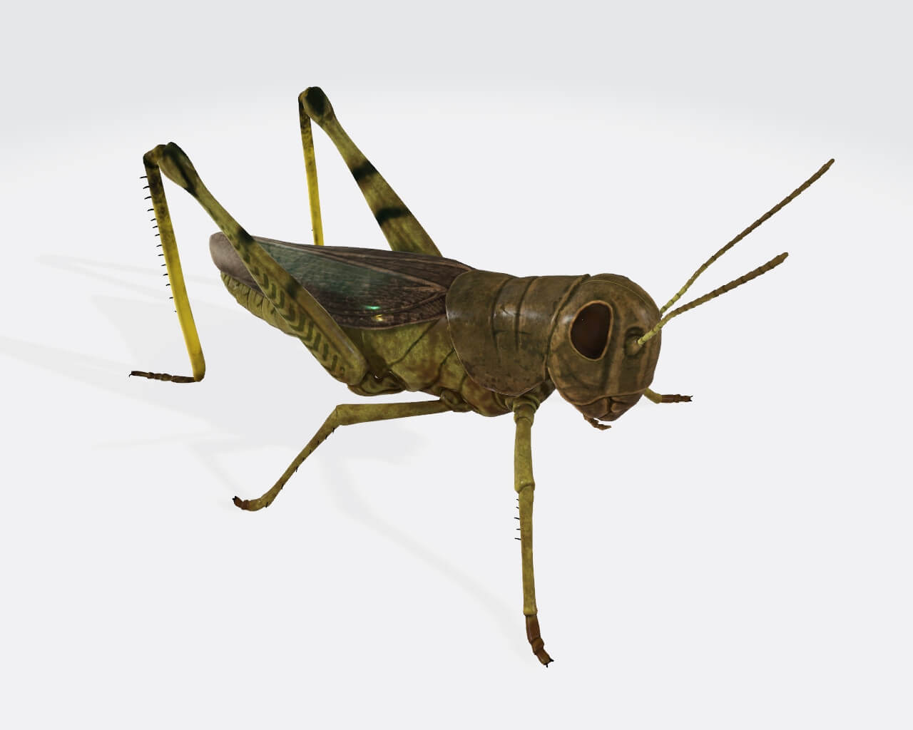 Grasshopper Insect Animal - 3D Model by dawnhurt
