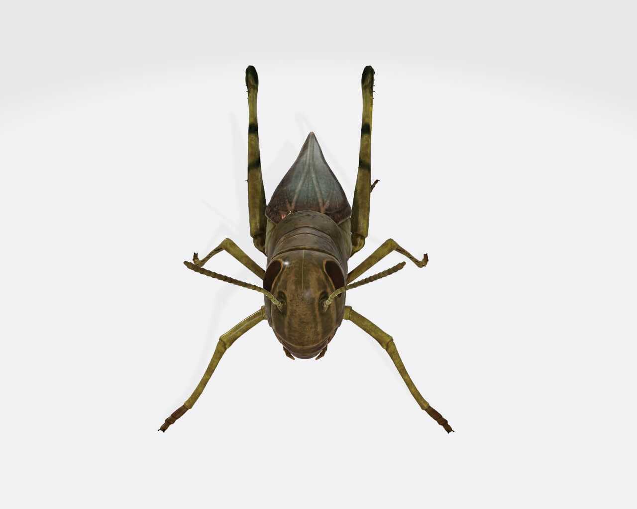 Grasshopper Insect Animal - 3D Model by dawnhurt
