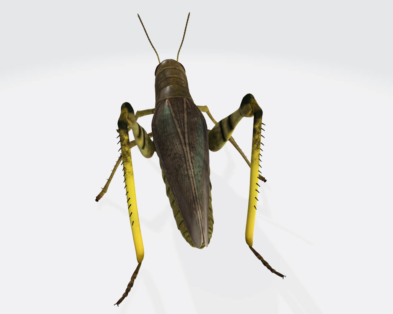 Grasshopper Insect Animal - 3D Model by dawnhurt