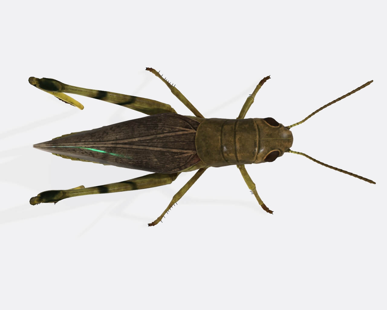 Grasshopper Insect Animal - 3D Model by dawnhurt