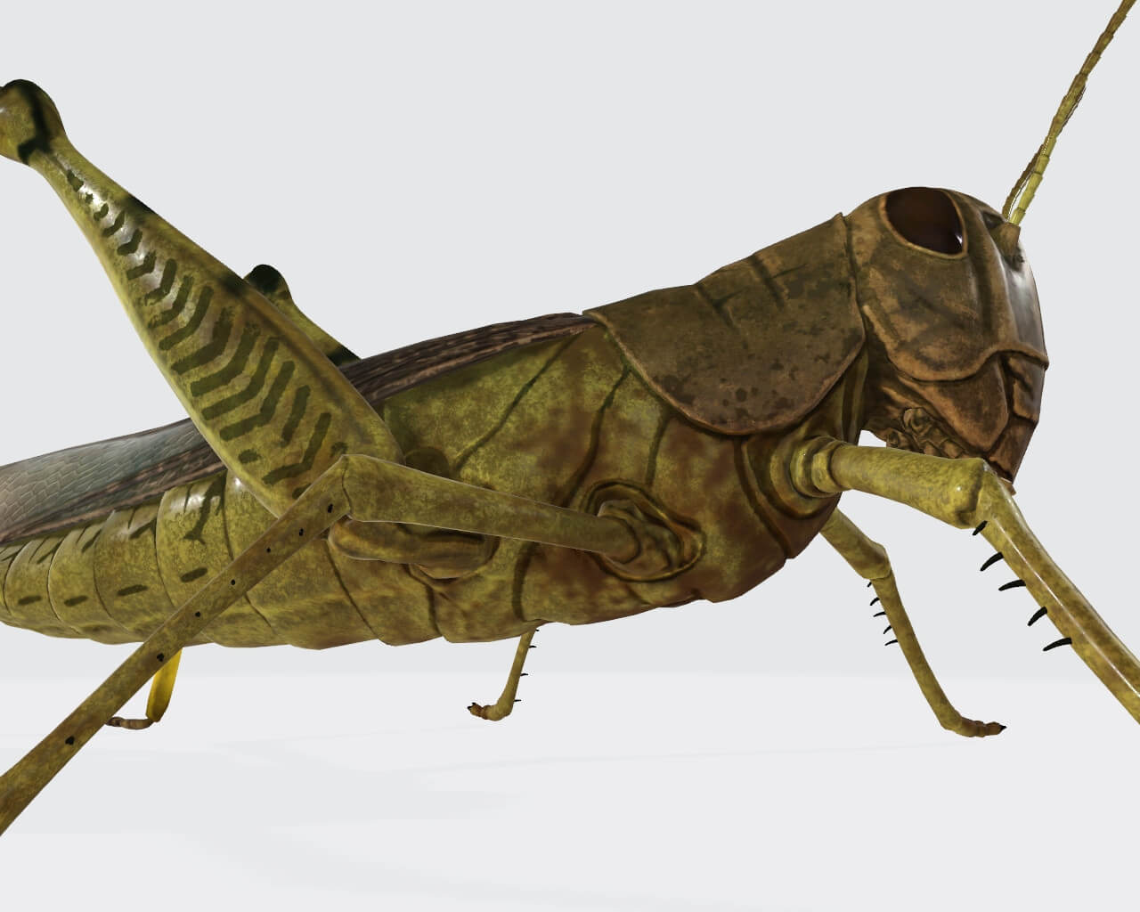 Grasshopper Insect Animal - 3D Model by dawnhurt