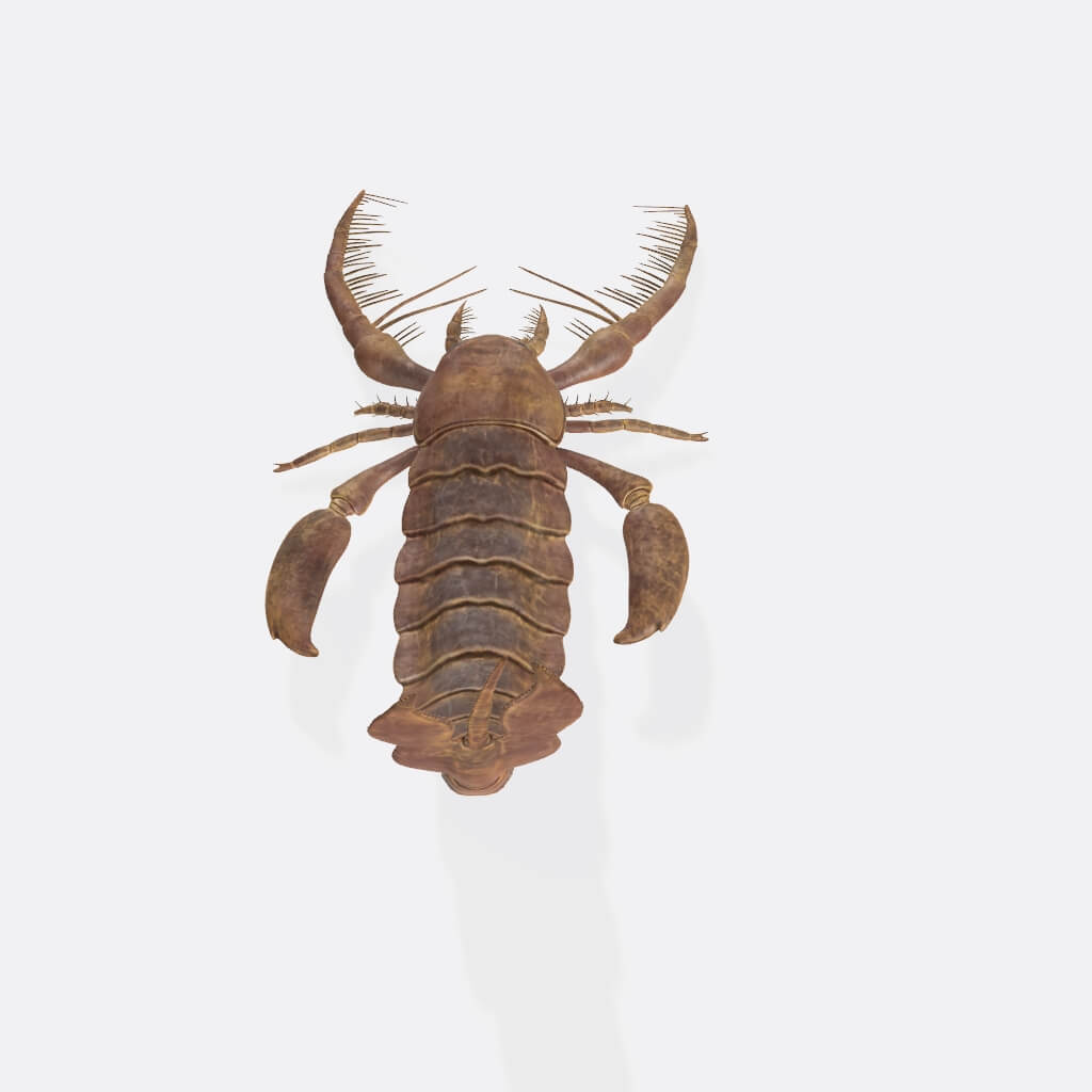Scorpion Animal Character - 3D Model by dawnhurt