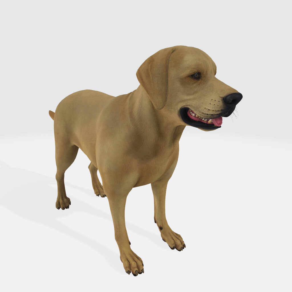 Labrador Retriever Dog - 3D Model by dawnhurt