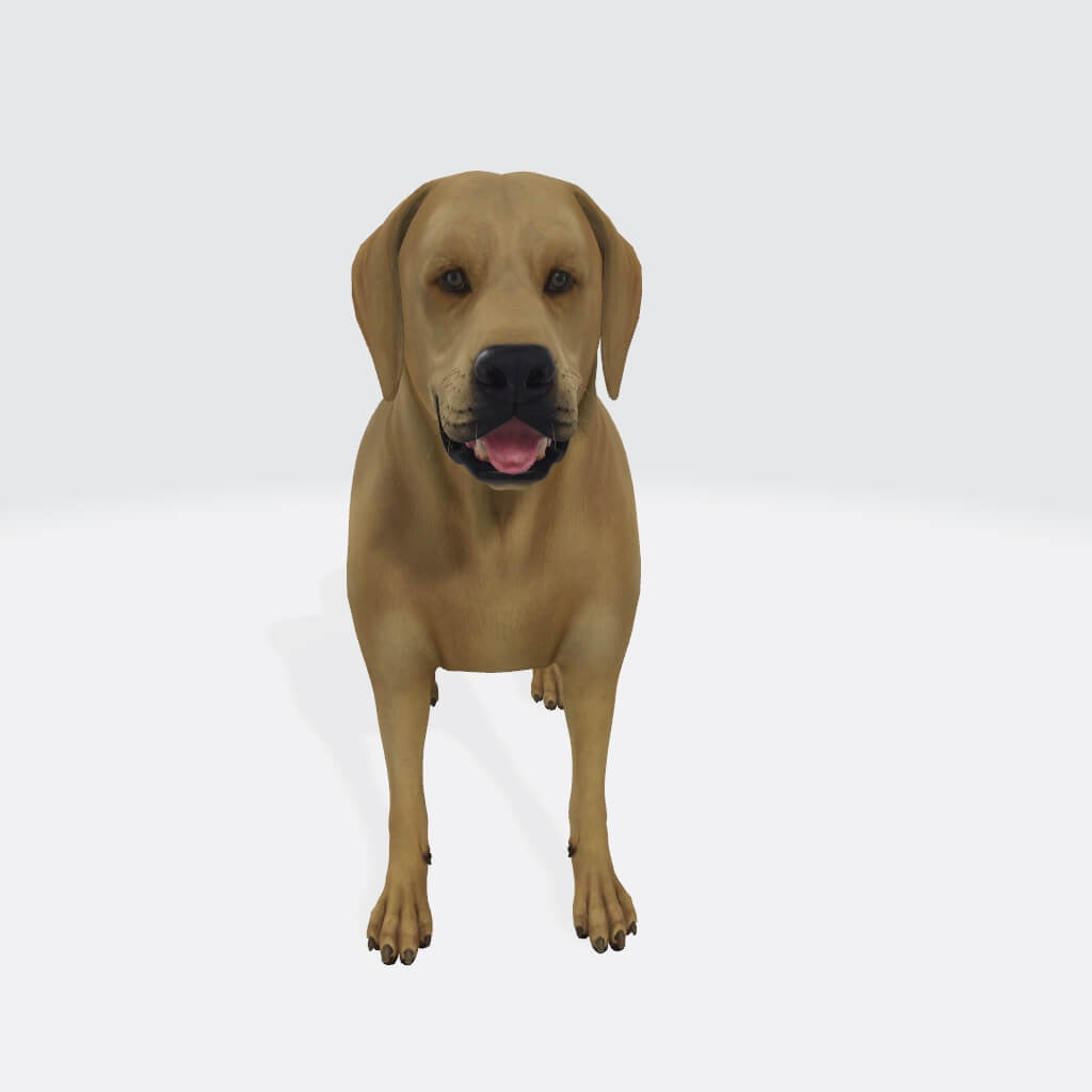 Labrador Retriever Dog - 3D Model by dawnhurt