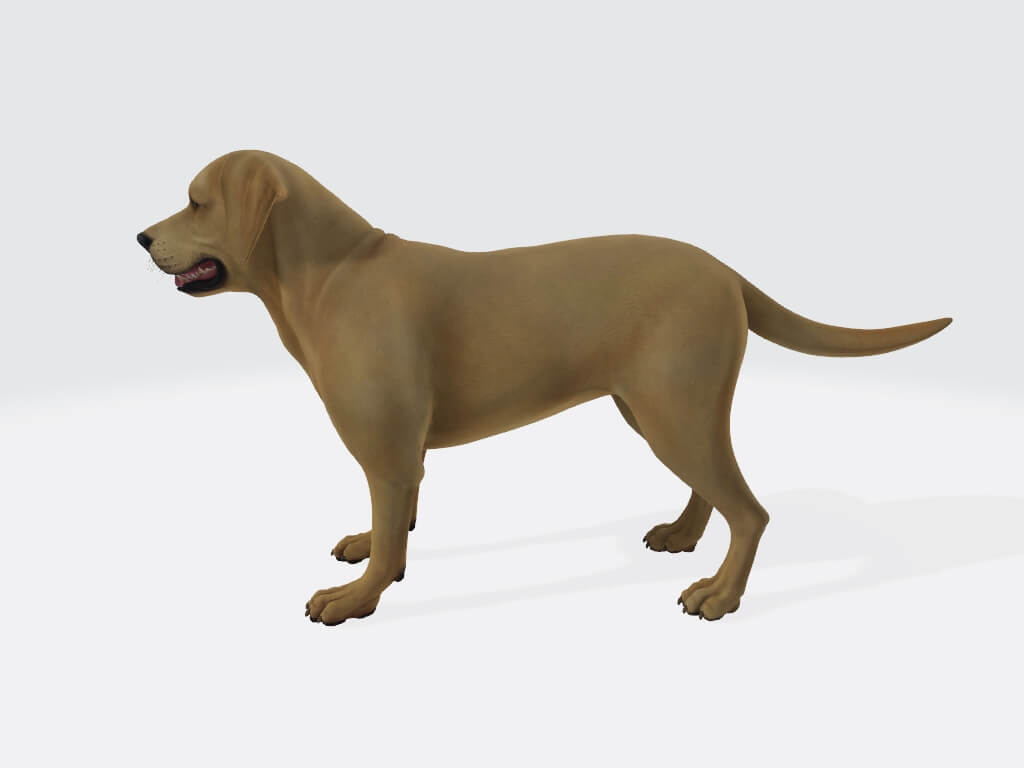 Labrador Retriever Dog - 3D Model by dawnhurt