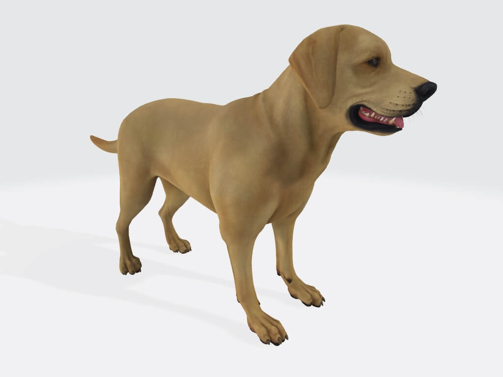 Labrador Retriever Dog - 3D Model by dawnhurt