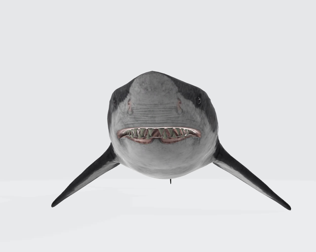 Megalodon Shark - 3D Model by dawnhurt
