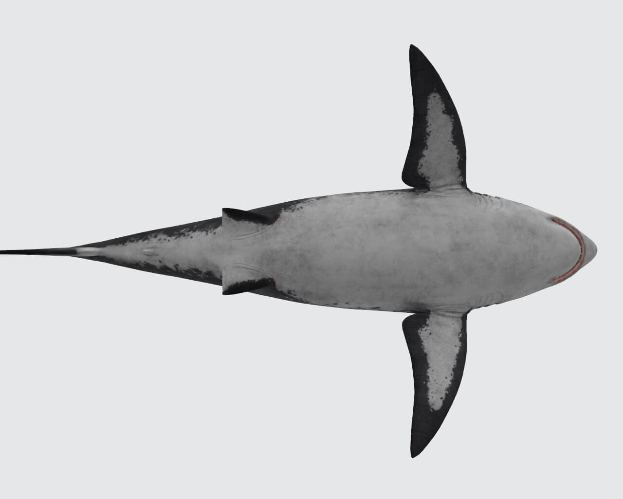 Megalodon Shark - 3D Model by dawnhurt