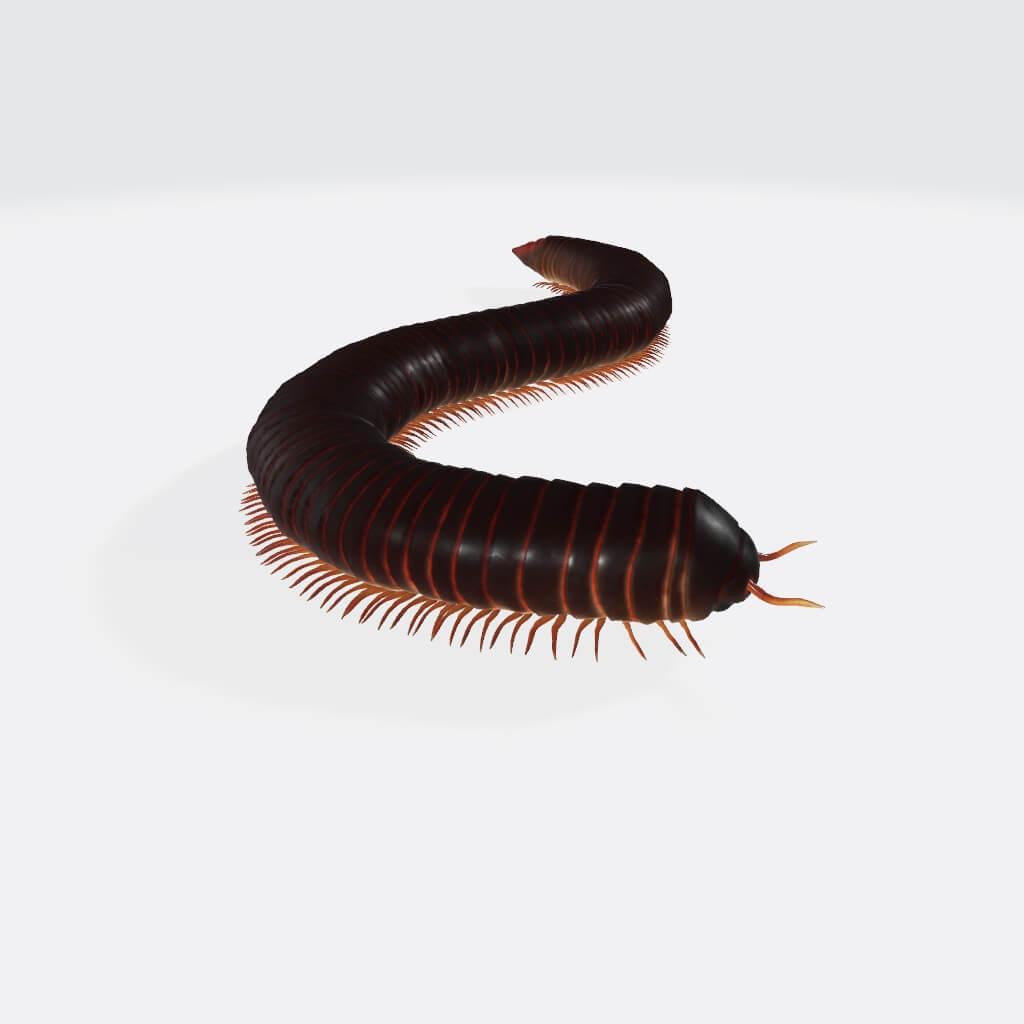 Millipede Insect - 3D Model by dawnhurt