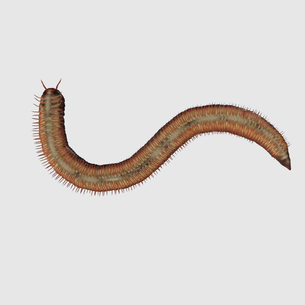 Millipede Insect - 3D Model by dawnhurt