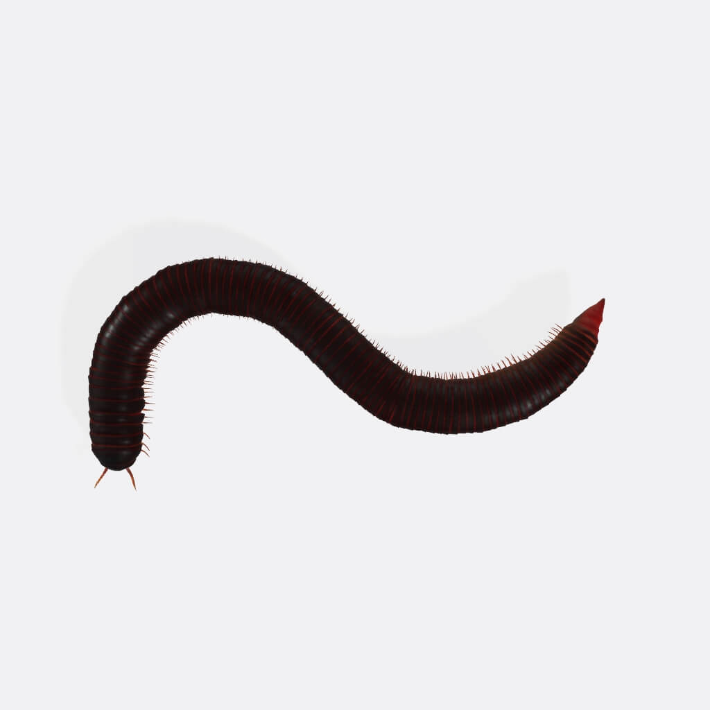 Millipede Insect - 3D Model by dawnhurt