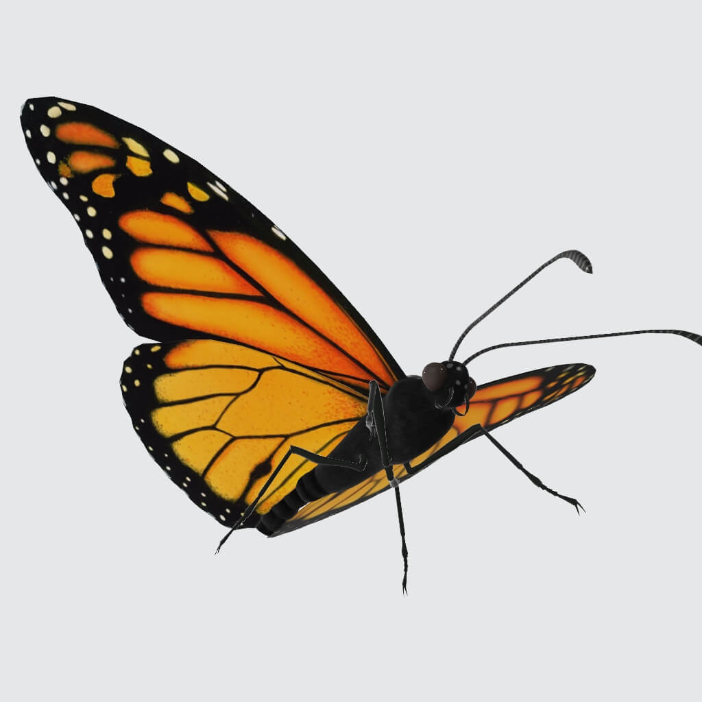 Monarch Butterfly - 3D Model by dawnhurt