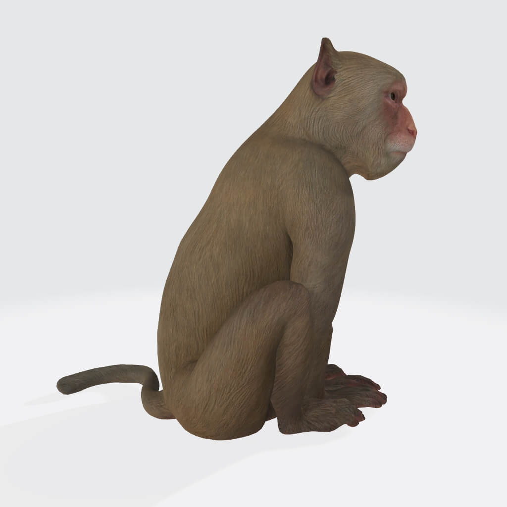 Monkey Mammal Animal - 3D Model by dawnhurt