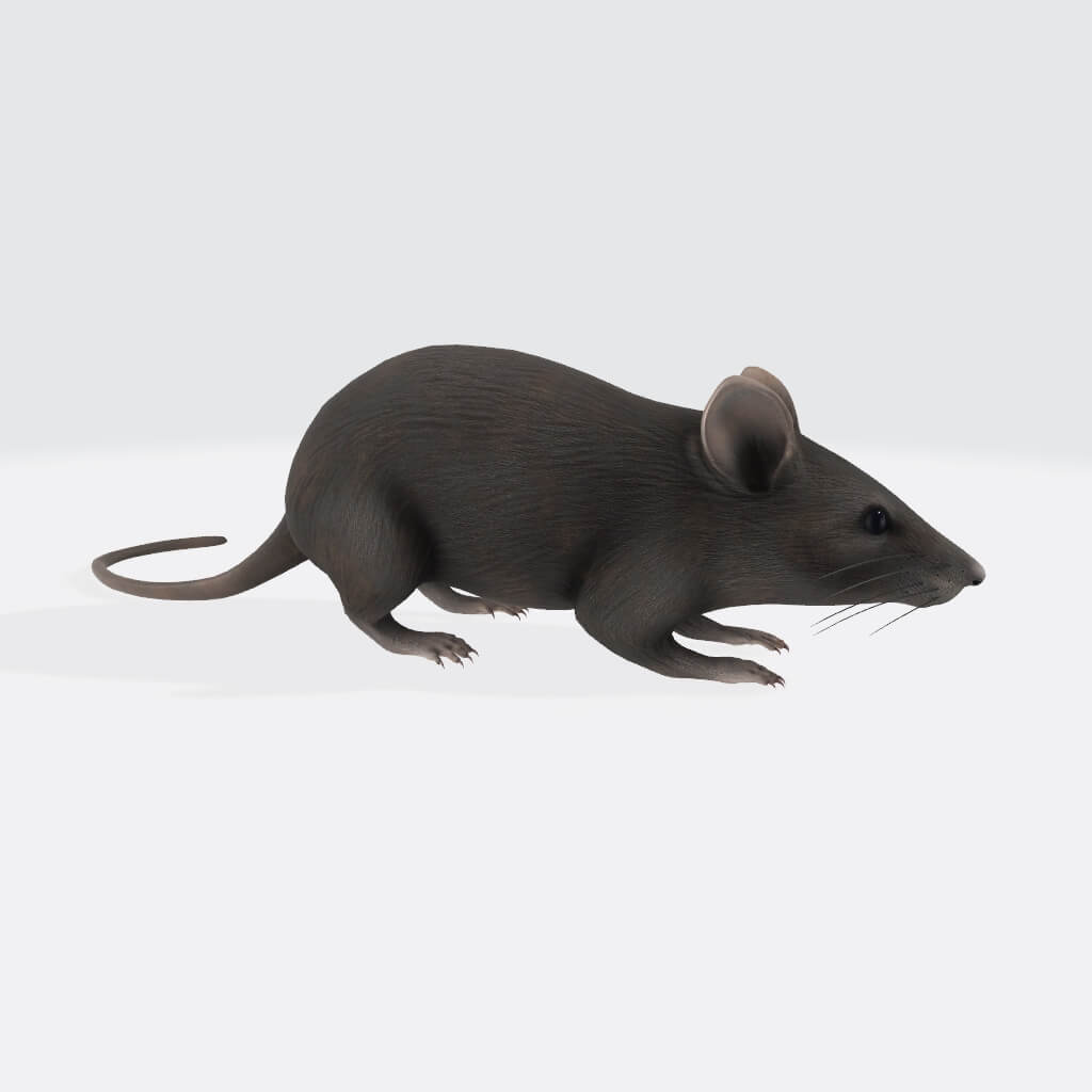 Mouse Animals - 3D Model by dawnhurt