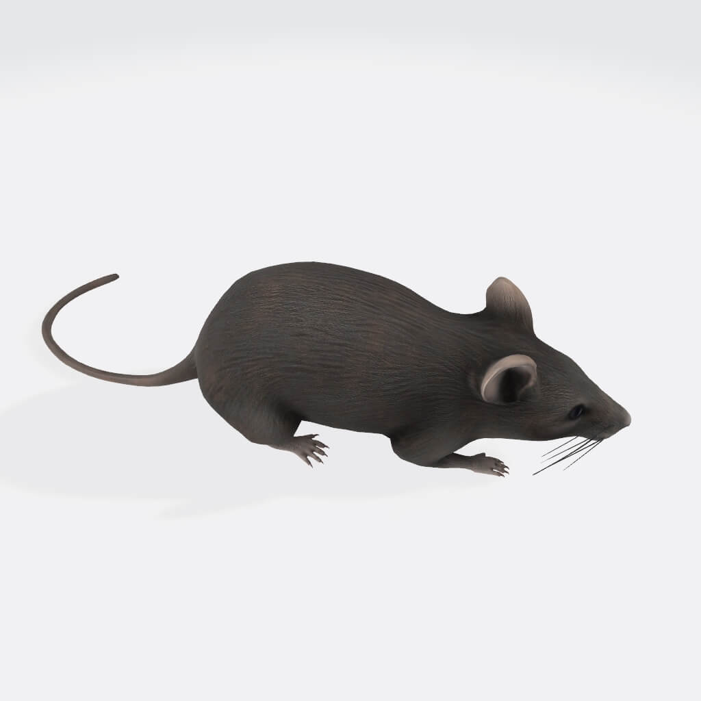 Mouse Animals - 3D Model by dawnhurt