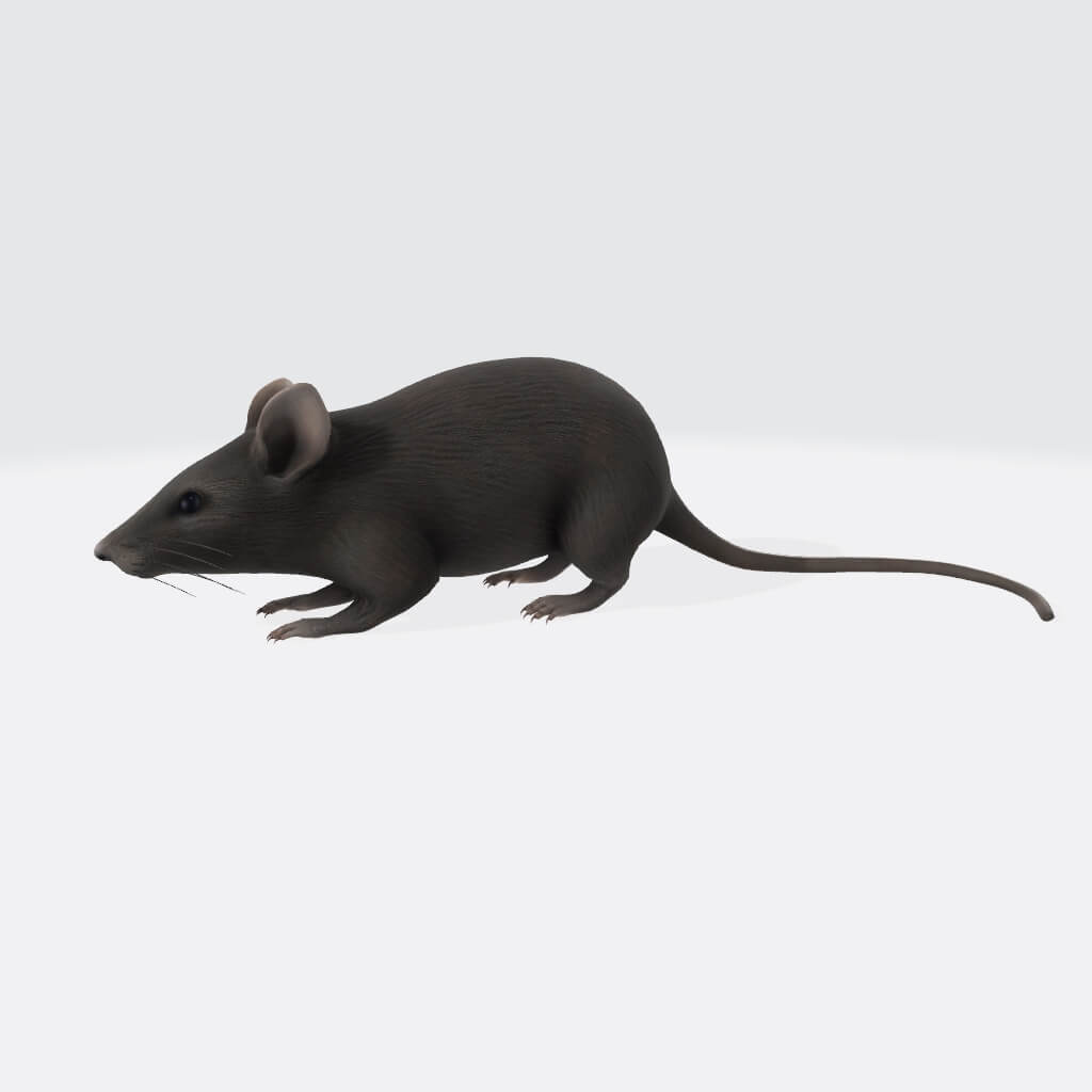 Mouse Animals - 3D Model by dawnhurt
