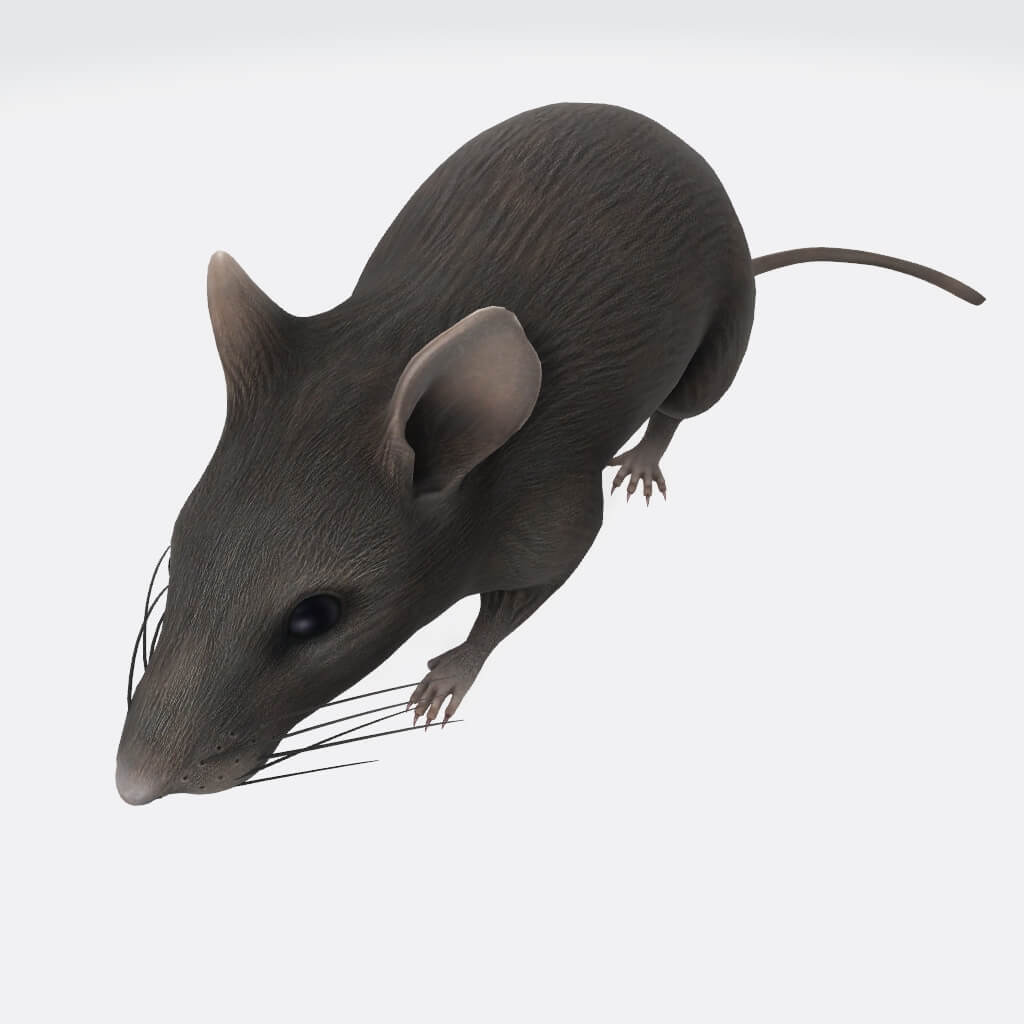 Mouse Animals - 3D Model by dawnhurt