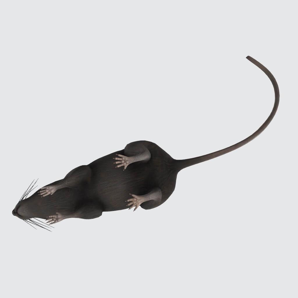 Mouse Animals - 3D Model by dawnhurt