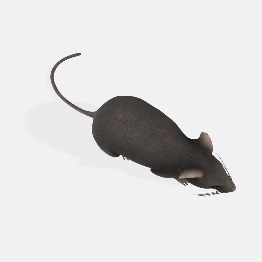 Mouse Animals - 3D Model by dawnhurt