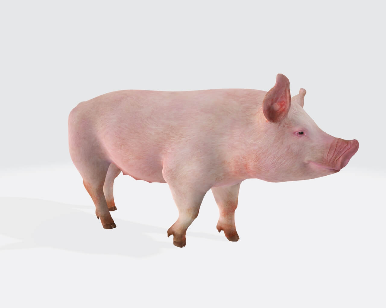 Pink Pig Animal Character - 3D Model by dawnhurt