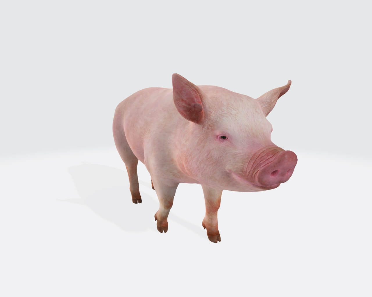 Pink Pig Animal Character - 3D Model by dawnhurt