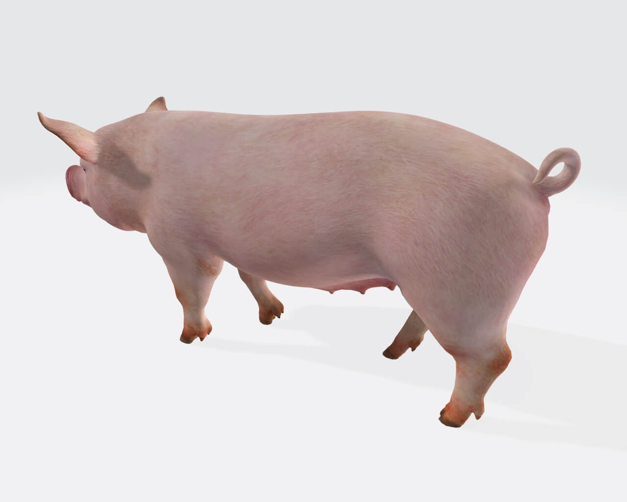 Pink Pig Animal Character - 3D Model by dawnhurt