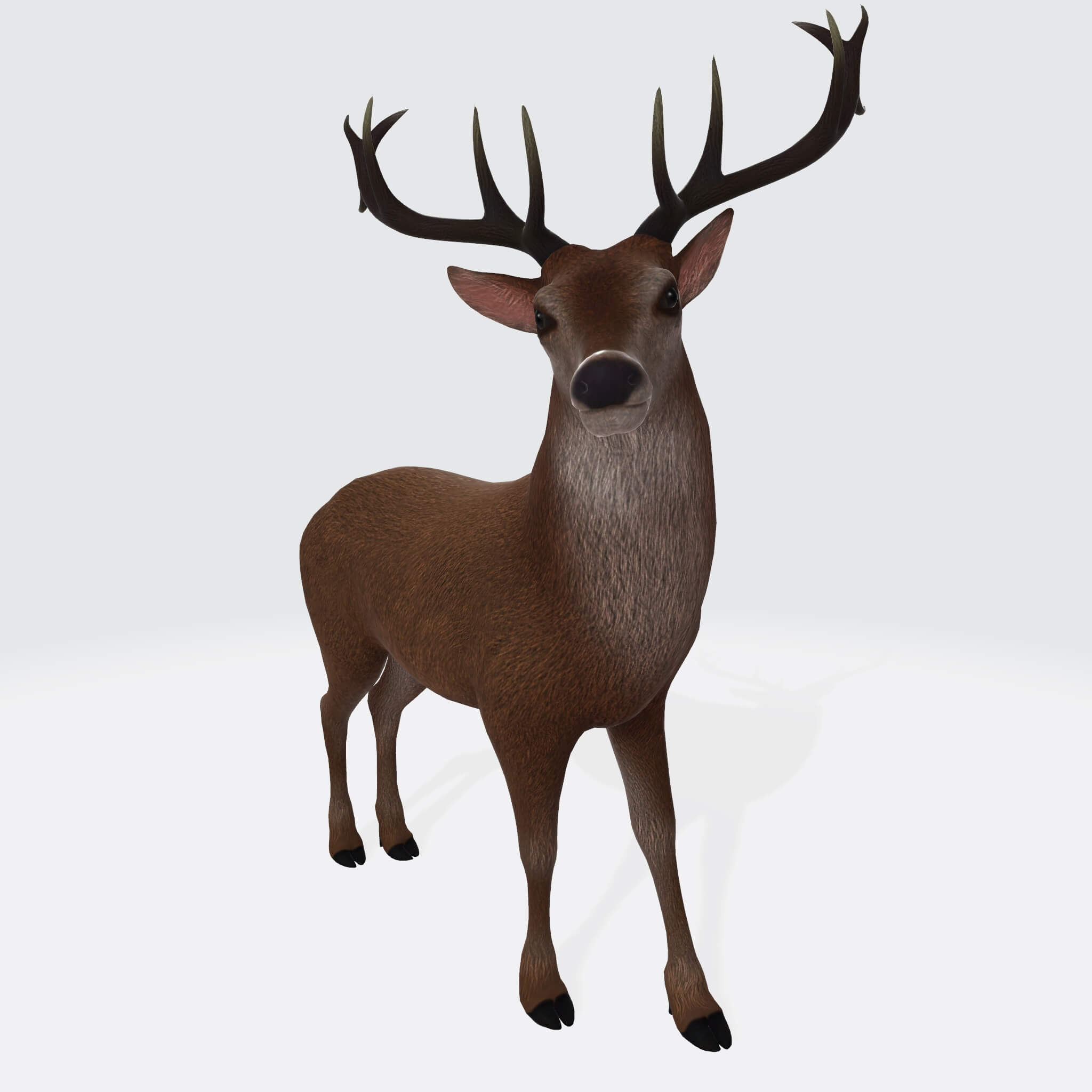 Reindeer Animal - 3D Model by dawnhurt