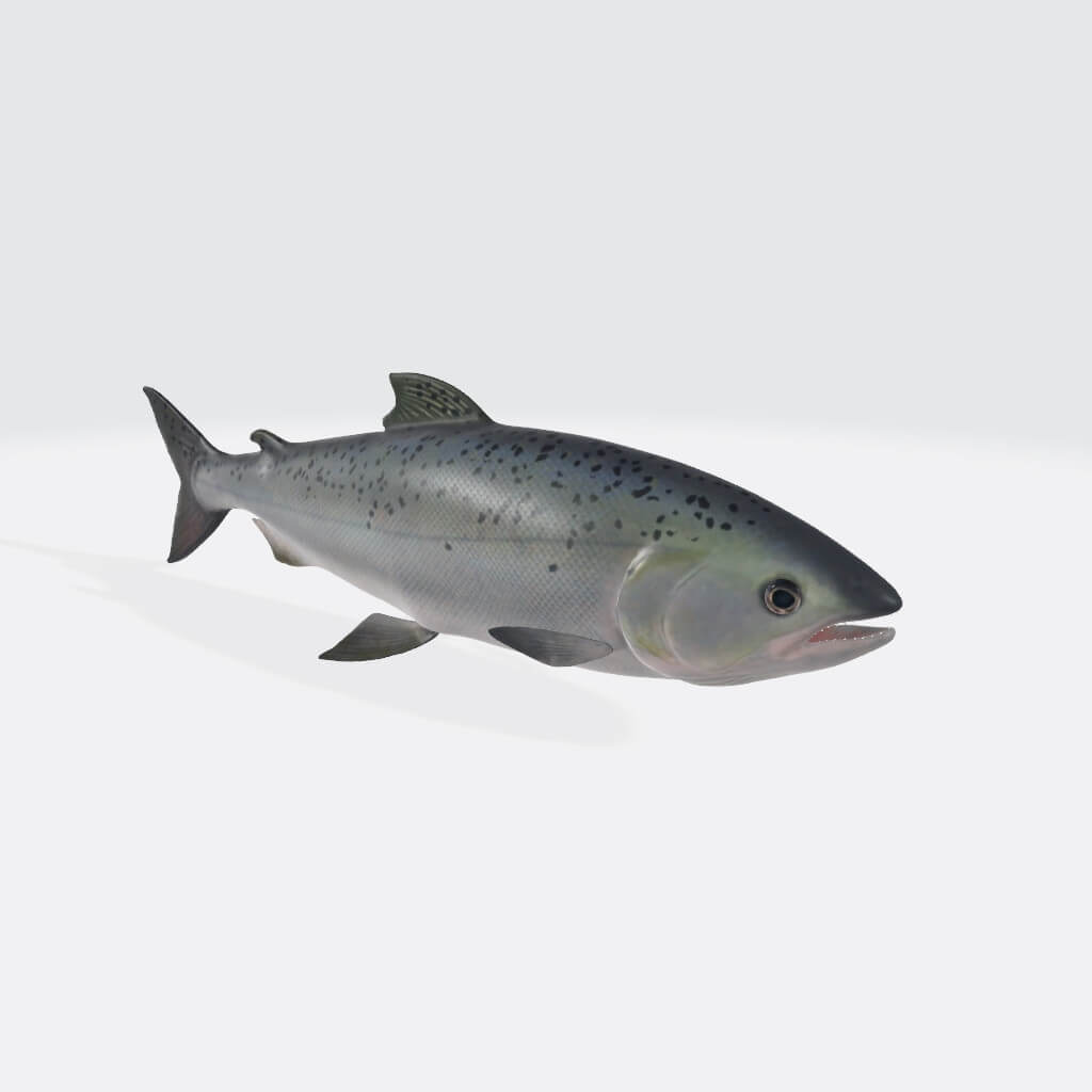 Salmon Fish Animal - 3D Model by dawnhurt