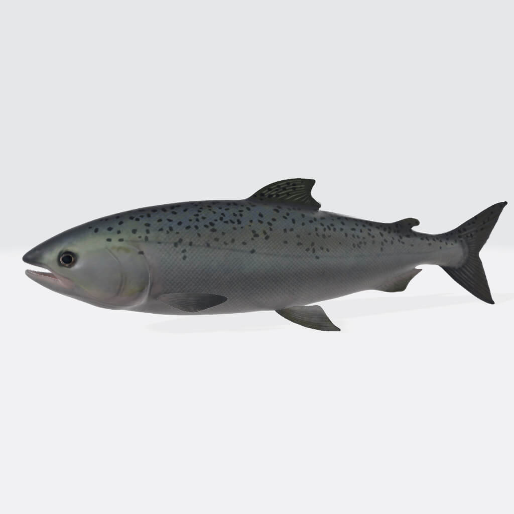 Salmon Fish Animal - 3D Model by dawnhurt