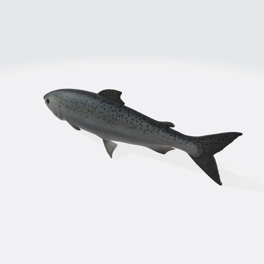 Salmon Fish Animal - 3D Model by dawnhurt