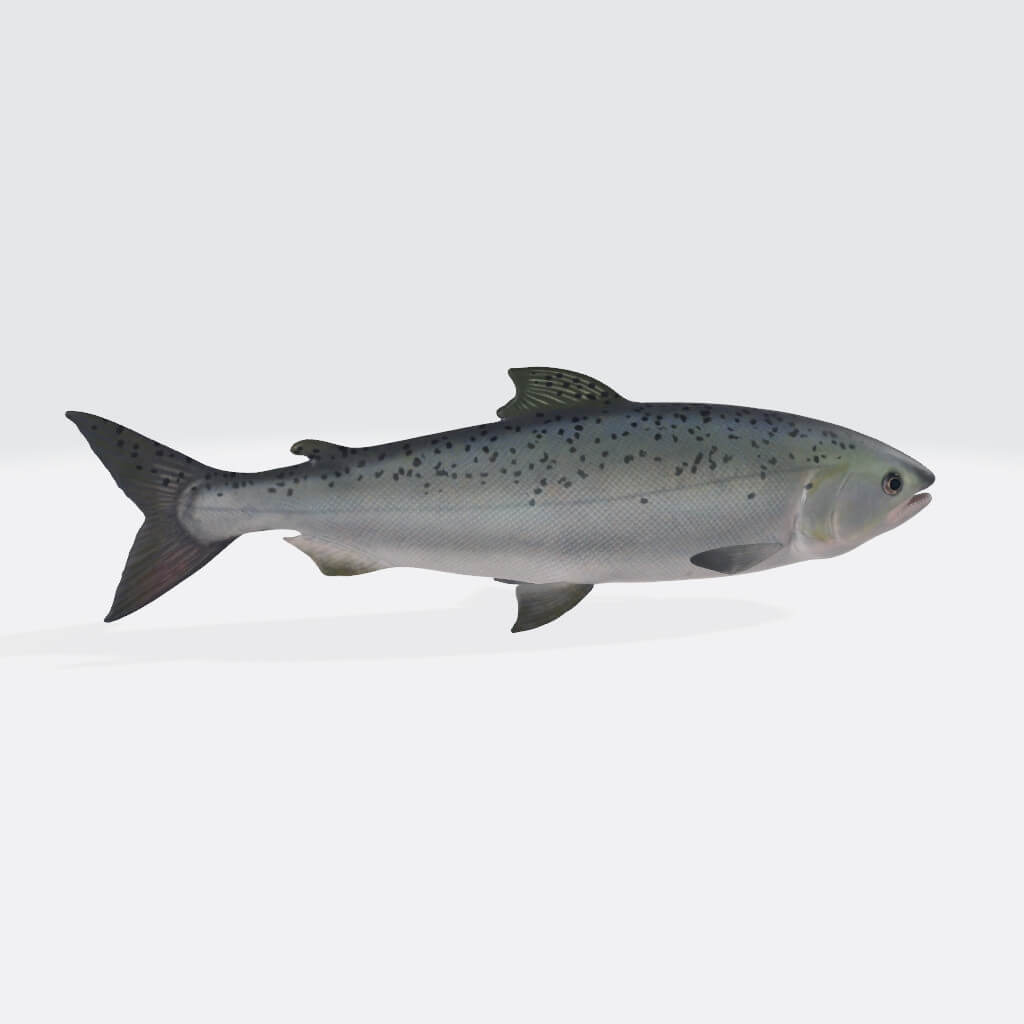 Salmon Fish Animal - 3D Model by dawnhurt