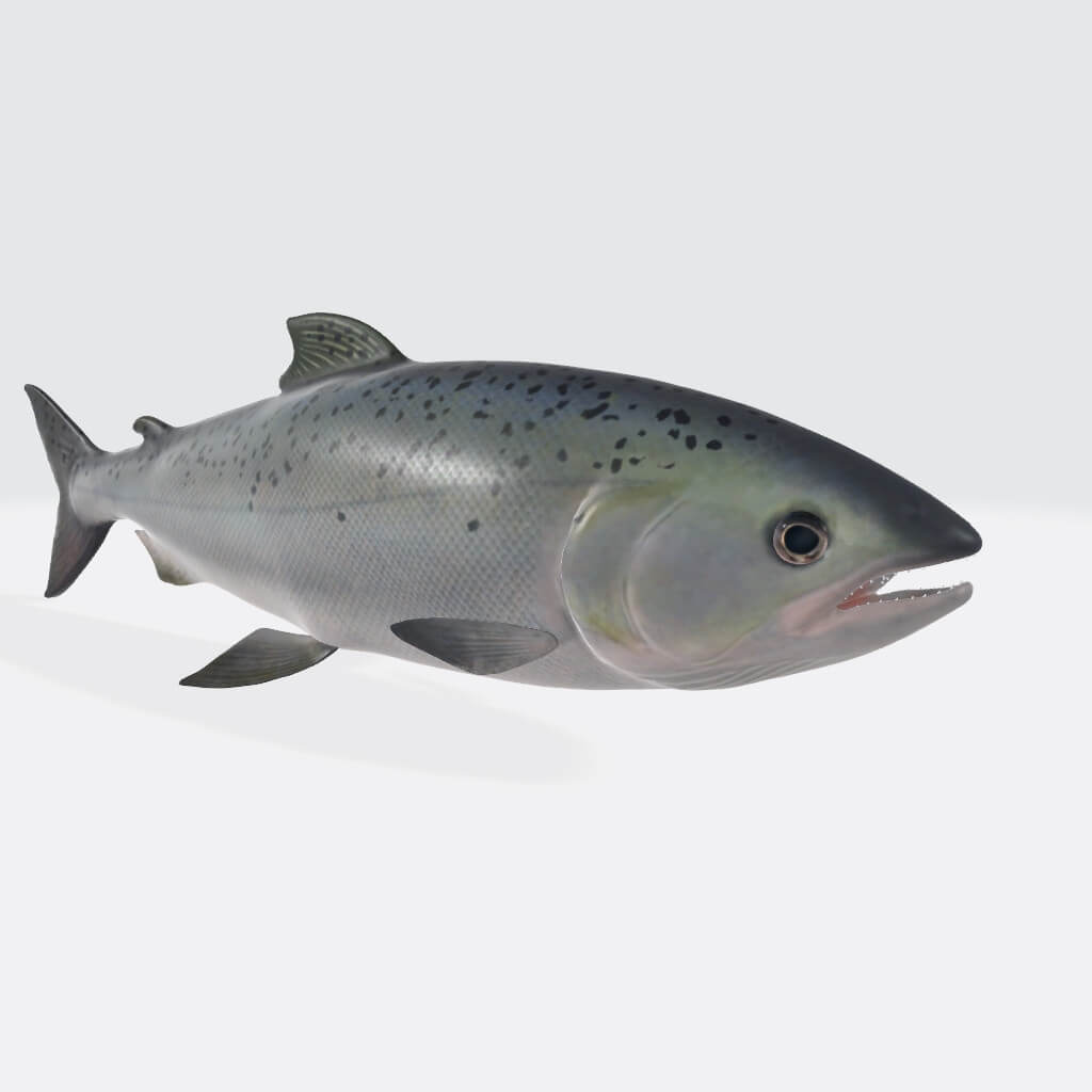 Salmon Fish Animal - 3D Model by dawnhurt