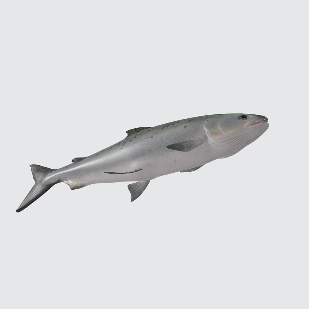 Salmon Fish Animal - 3D Model by dawnhurt