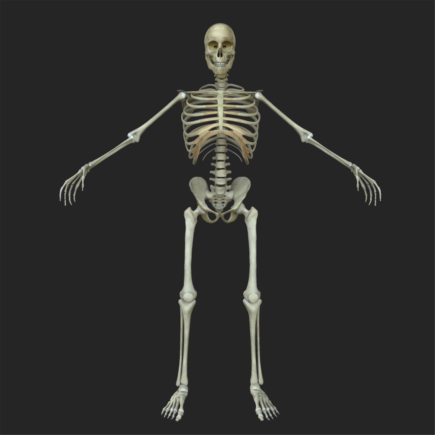 African American Male with Skeleton - 3D Model by dcbittorf
