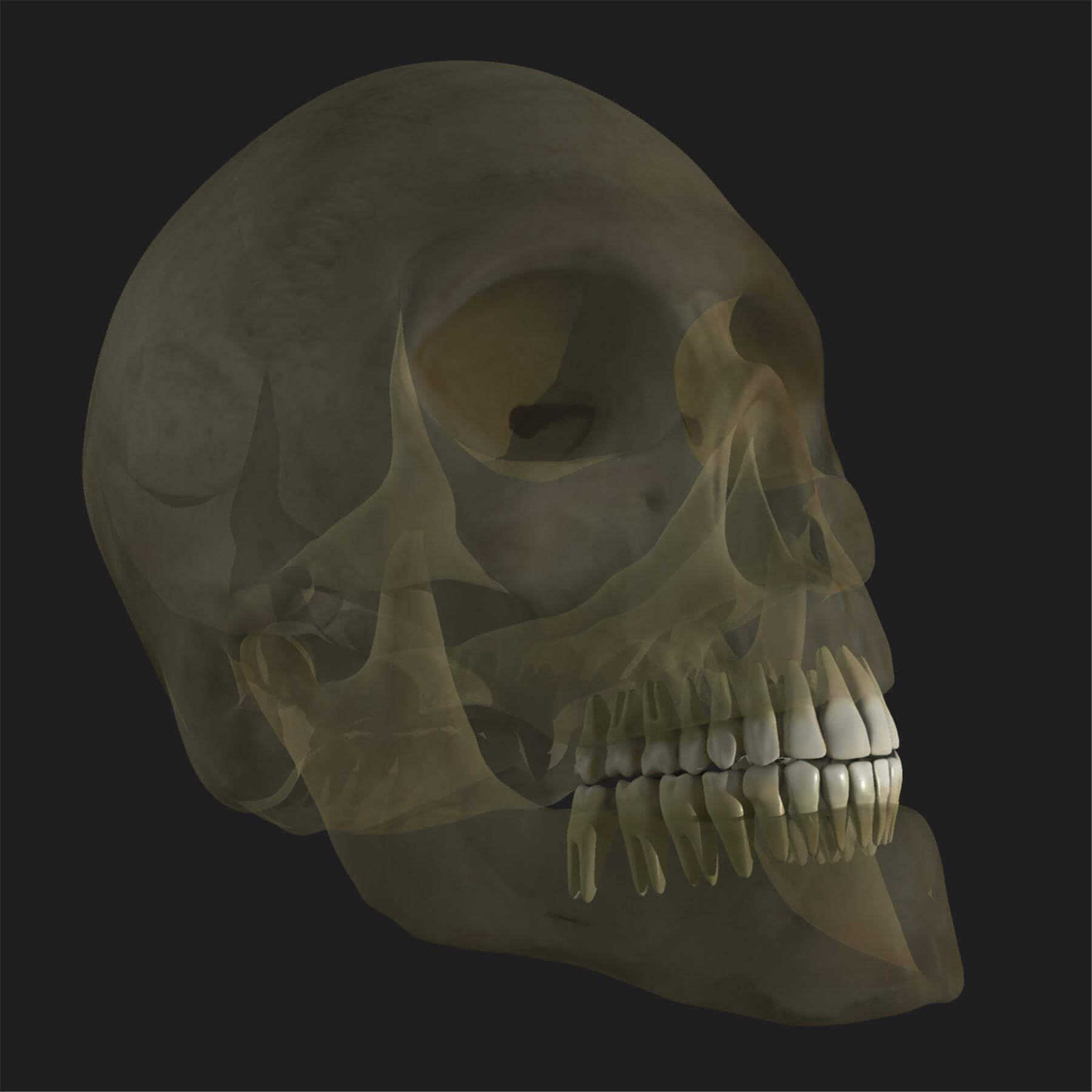 African American Male with Skeleton - 3D Model by dcbittorf