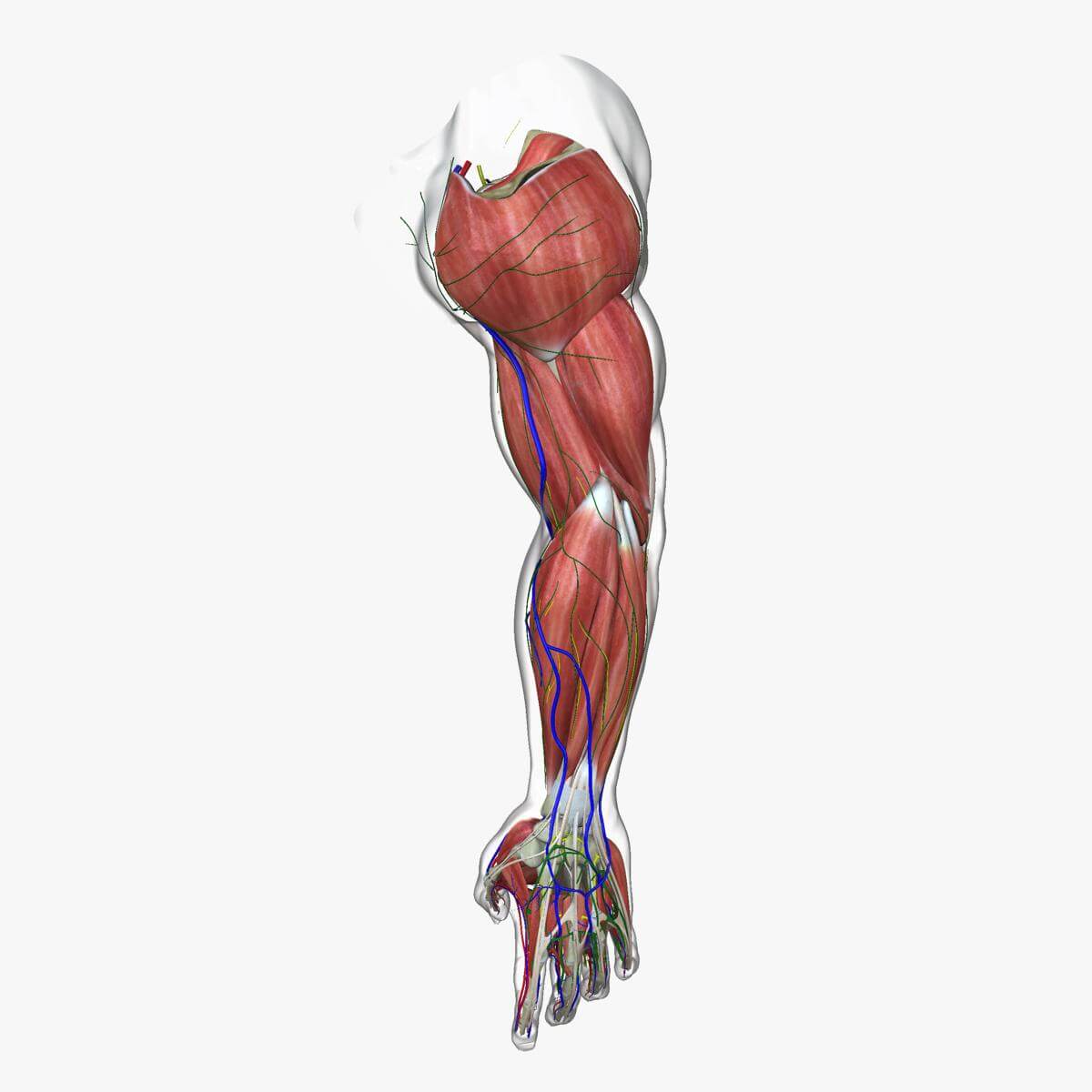 Male Arm Muscles