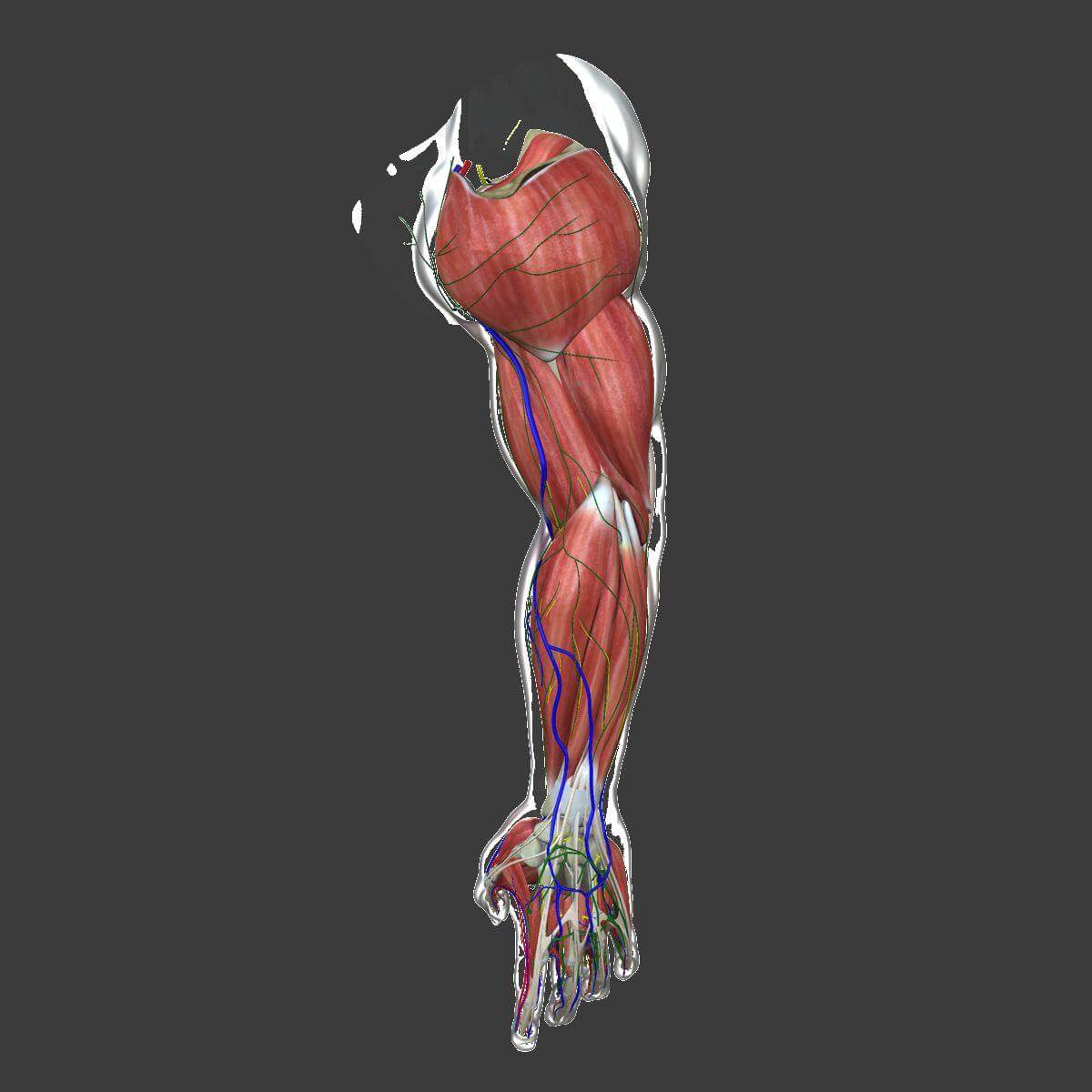 Complete Male Arm Anatomy - 3D Model by dcbittorf