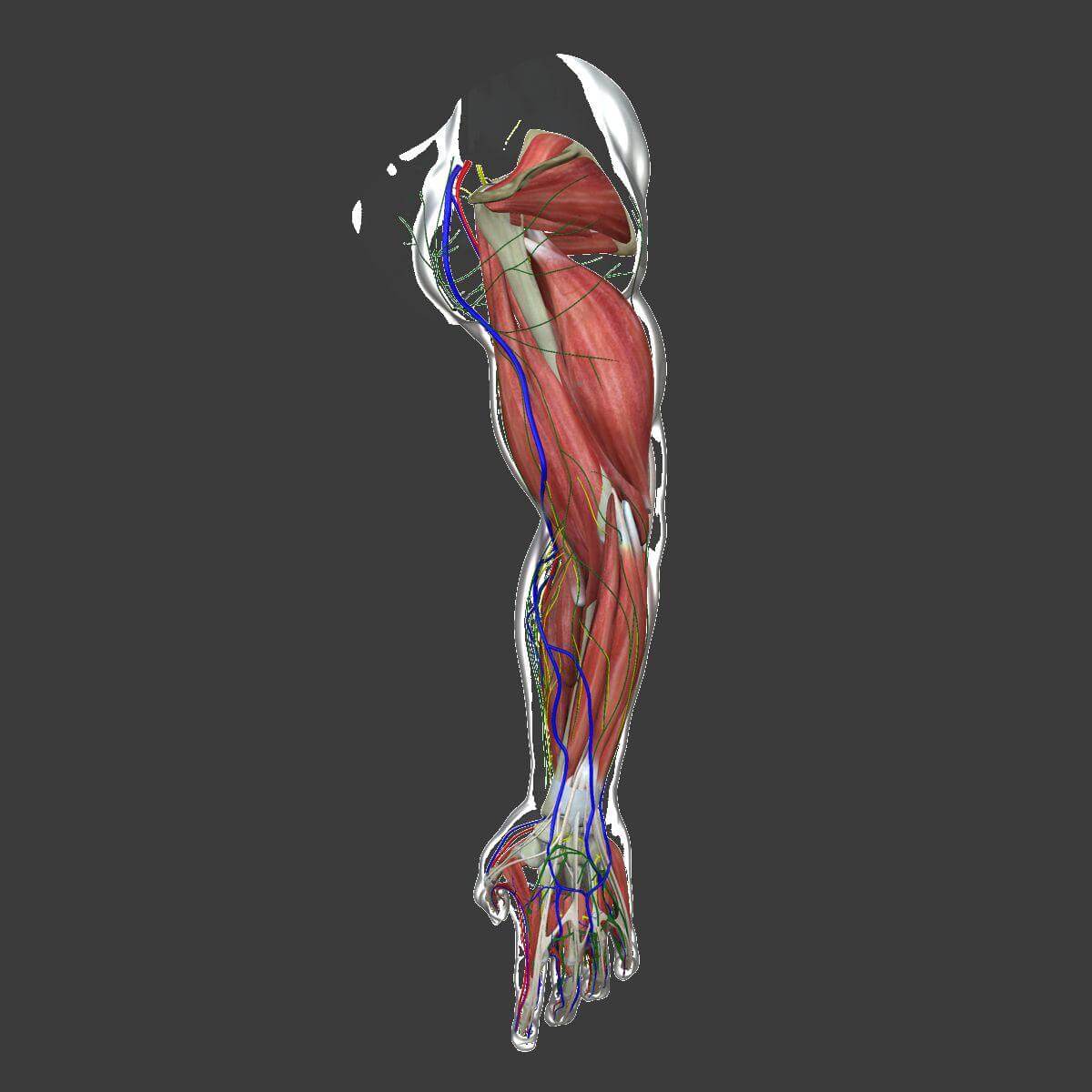 Complete Male Arm Anatomy - 3D Model by dcbittorf
