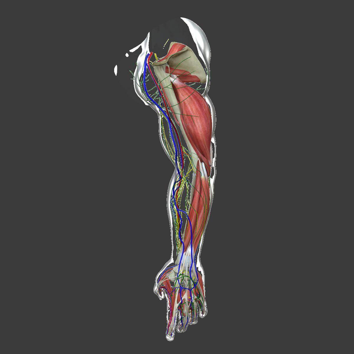 Male Arm Muscle Anatomy