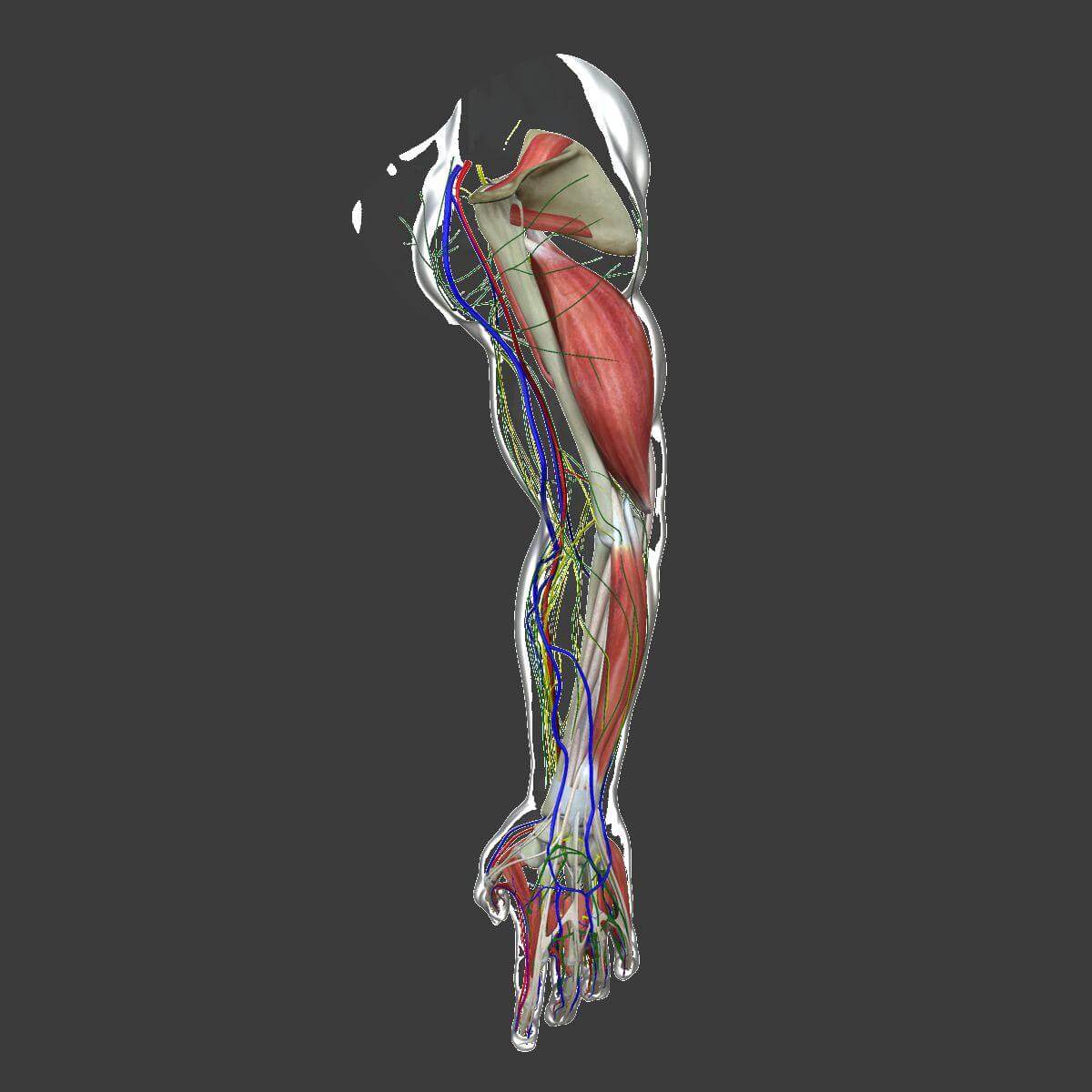 Complete Male Arm Anatomy - 3D Model by dcbittorf