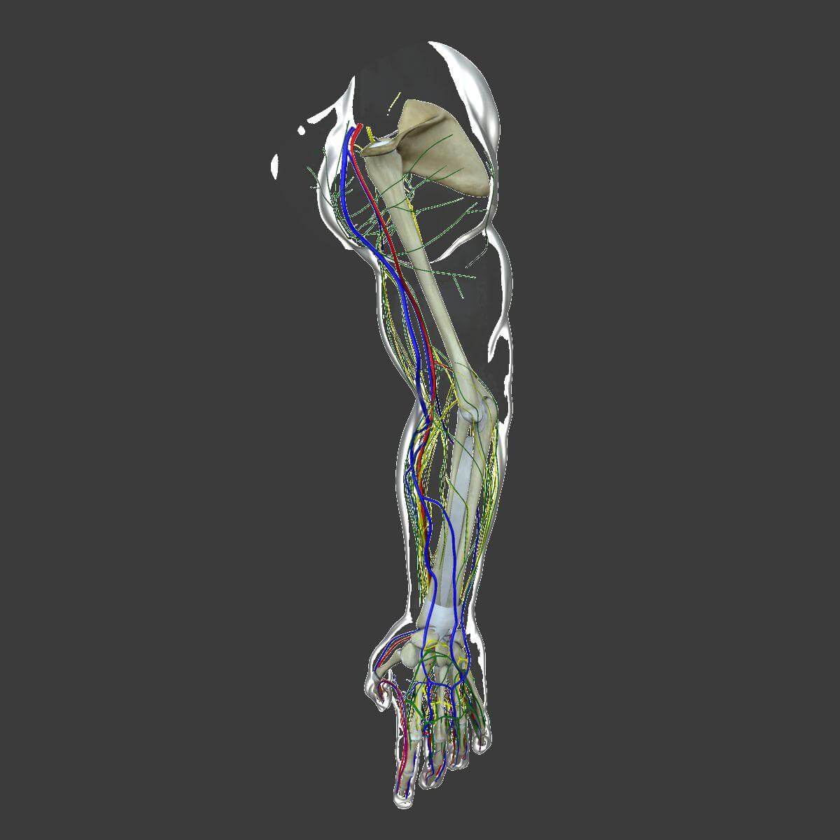 Complete Male Arm Anatomy - 3D Model by dcbittorf