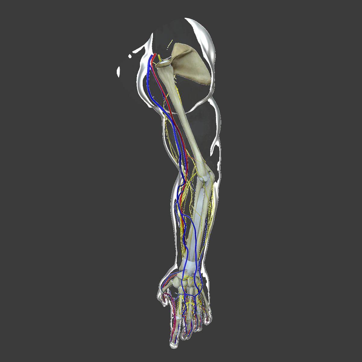 Complete Male Arm Anatomy - 3D Model by dcbittorf